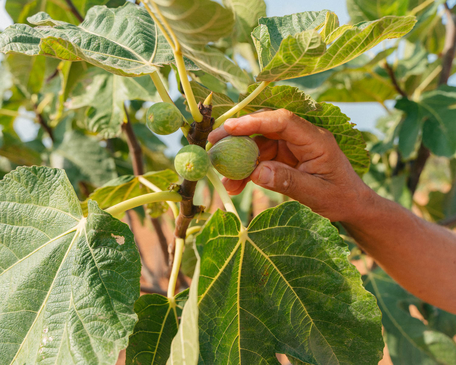 Fig tree: culture, history and heritage | TraveltoZero