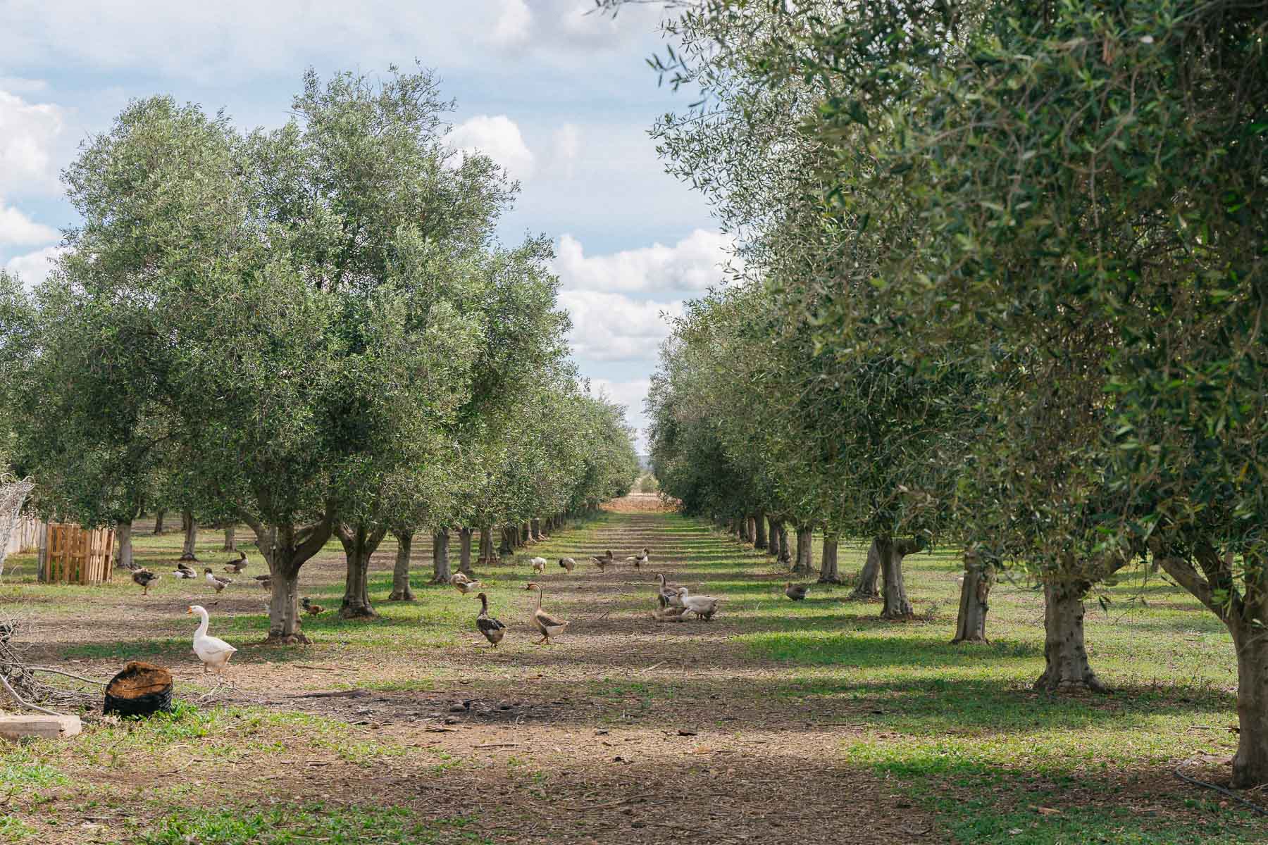 Història i tast de l'or líquid a Oli Verderol | TraveltoZero