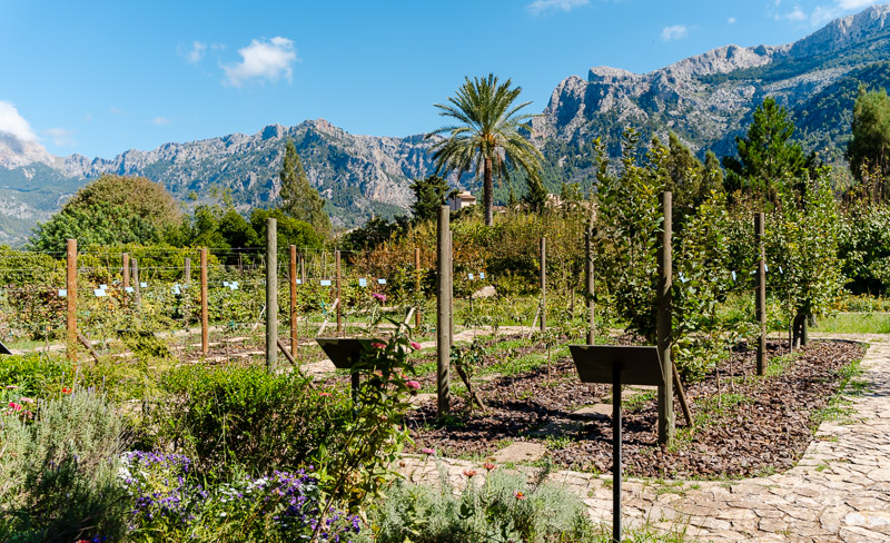 Discovering the Mediterranean flora | TraveltoZero