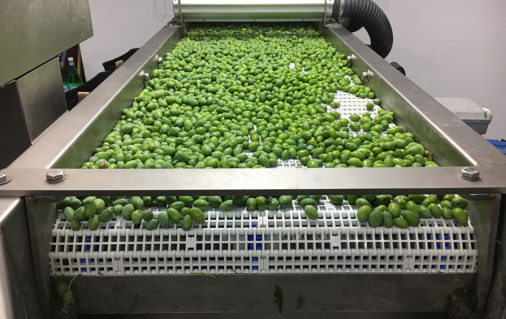 Oli de Santanyí | TraveltoZero